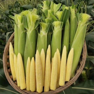 Frozen Corn Shoots | Frozen Corn Shoot Segments | Frozen Baby Corn ...